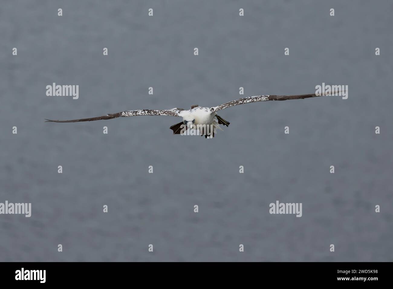 Northern gannet (Morus bassanus) adult bird in flight, Yorkshire ...