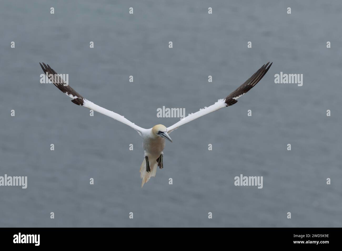 Gannet yorkshire hi-res stock photography and images - Alamy