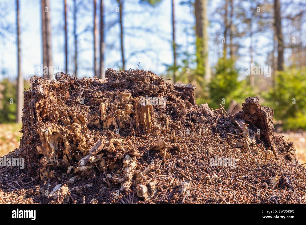 Ants in the spring hi-res stock photography and images - Alamy