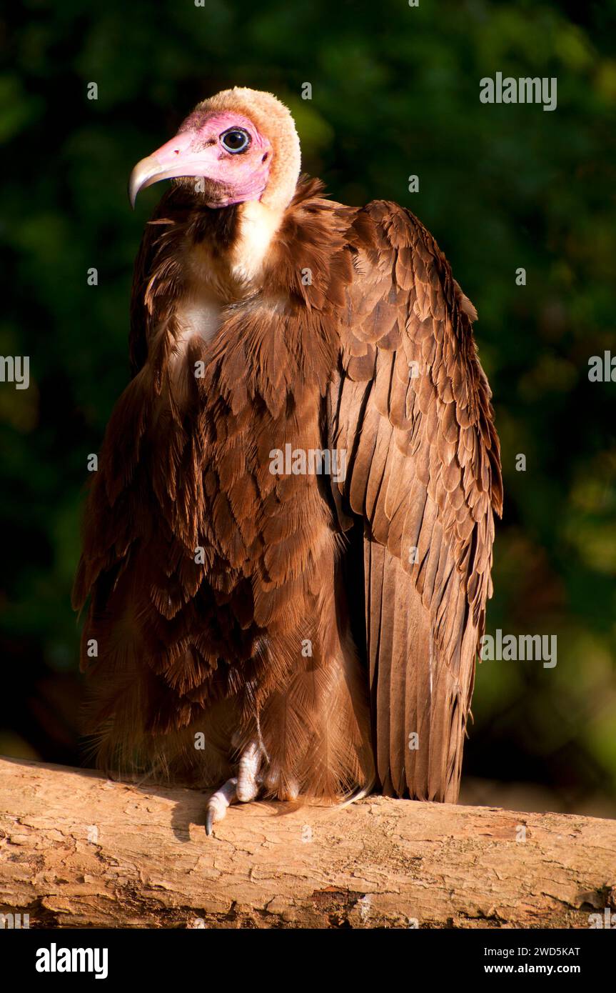 Hooded vulture (Necrosyrtes monachus), San Diego Zoo Safari Park, San ...