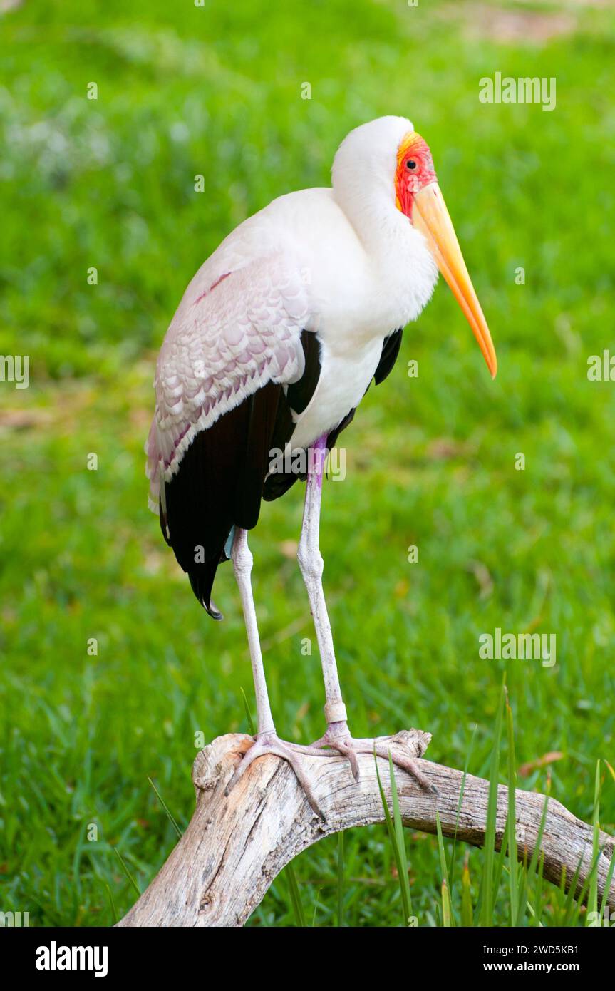 Yellow-billed stork (Mycteria ibis), San Diego Zoo Safari Park, San ...