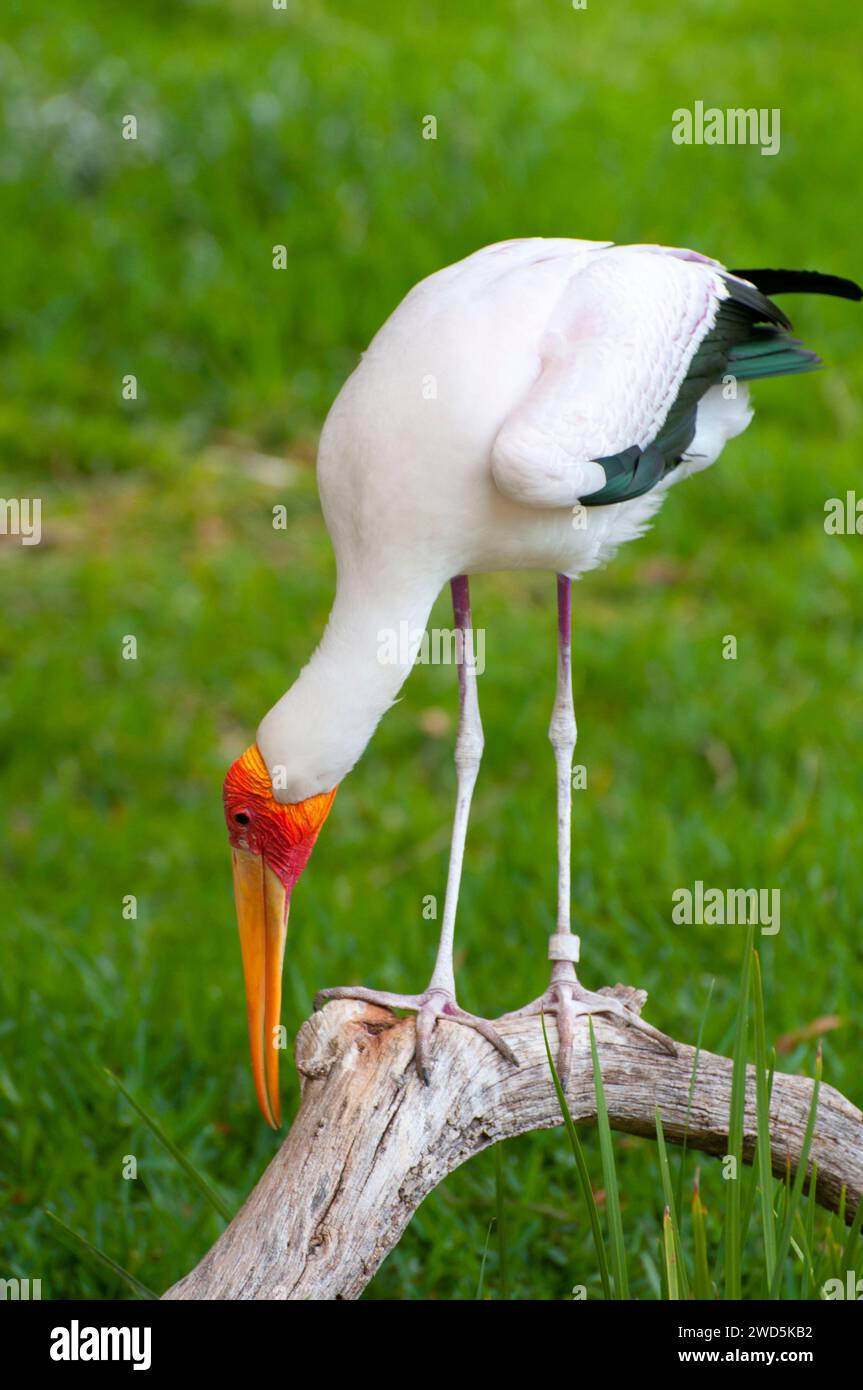 Yellow-billed stork (Mycteria ibis), San Diego Zoo Safari Park, San ...