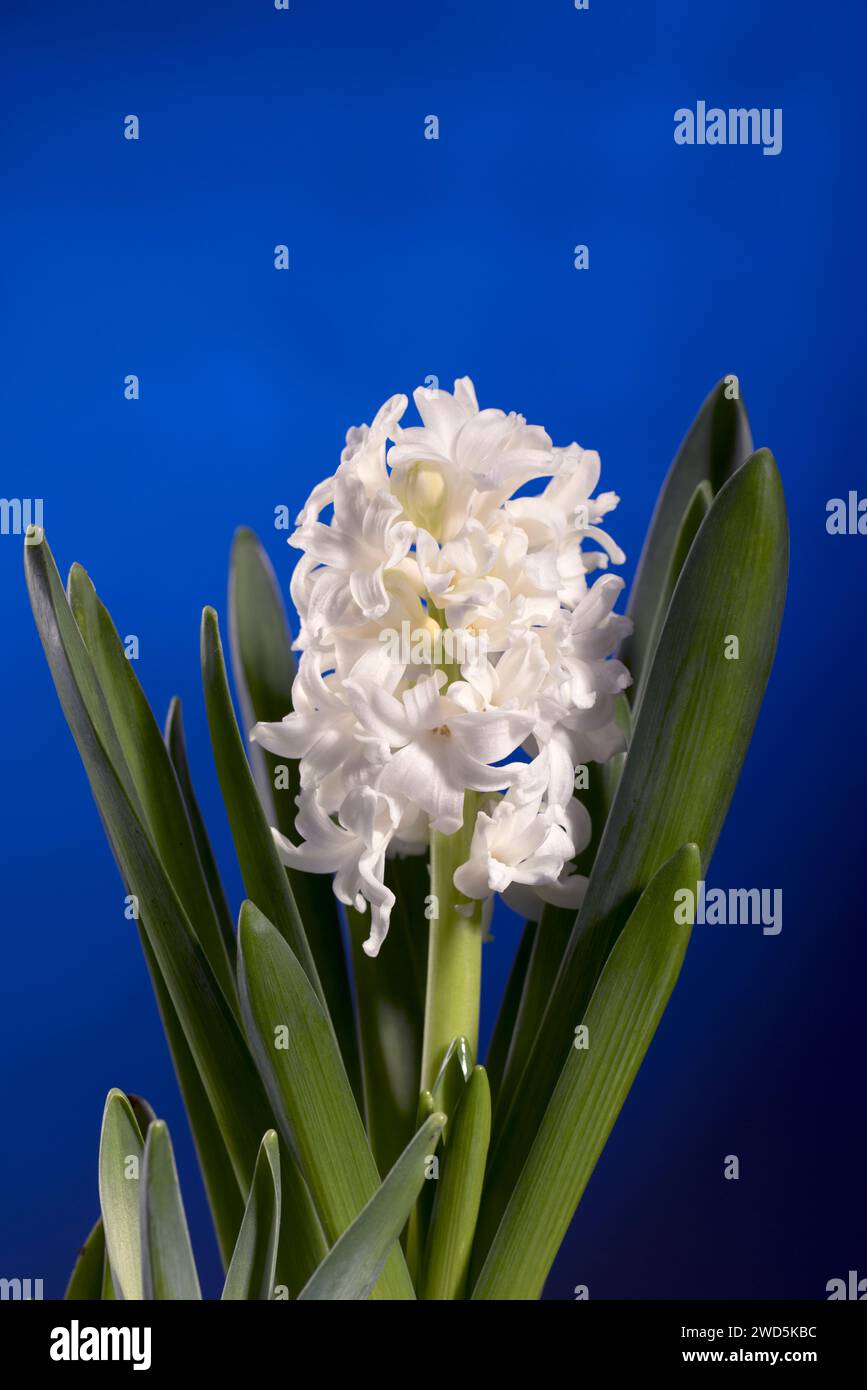 Hyacinthus orientalis white hi-res stock photography and images - Alamy