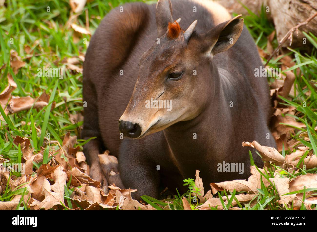 Yellow-backed duiker (Cephalophus silvicultor), San Diego Zoo Safari ...
