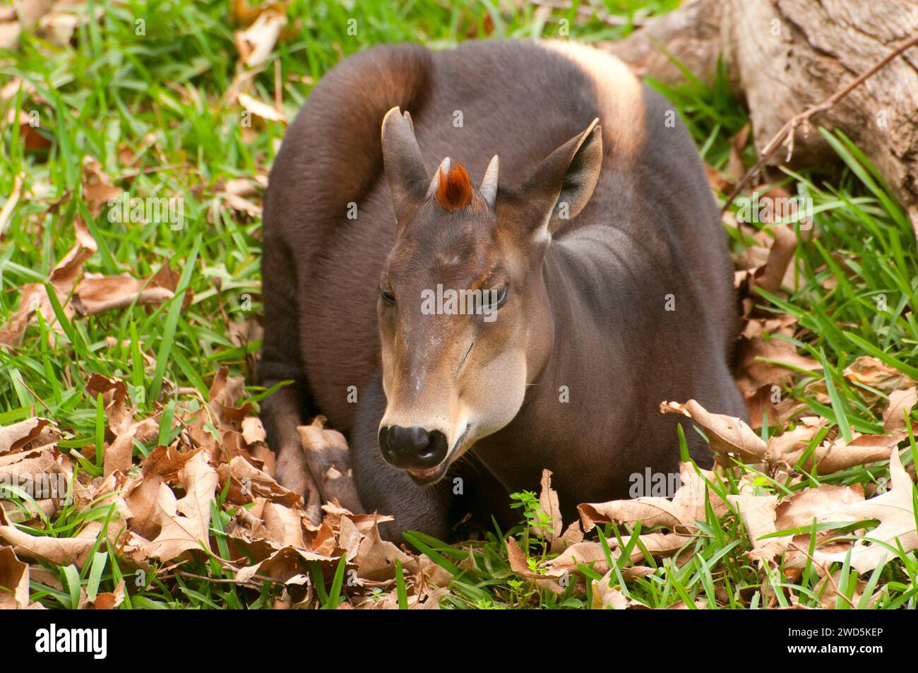 Yellow-backed duiker (Cephalophus silvicultor), San Diego Zoo Safari ...