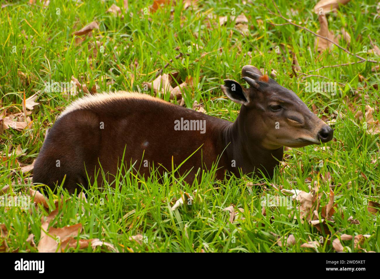 Yellow-backed duiker (Cephalophus silvicultor), San Diego Zoo Safari ...