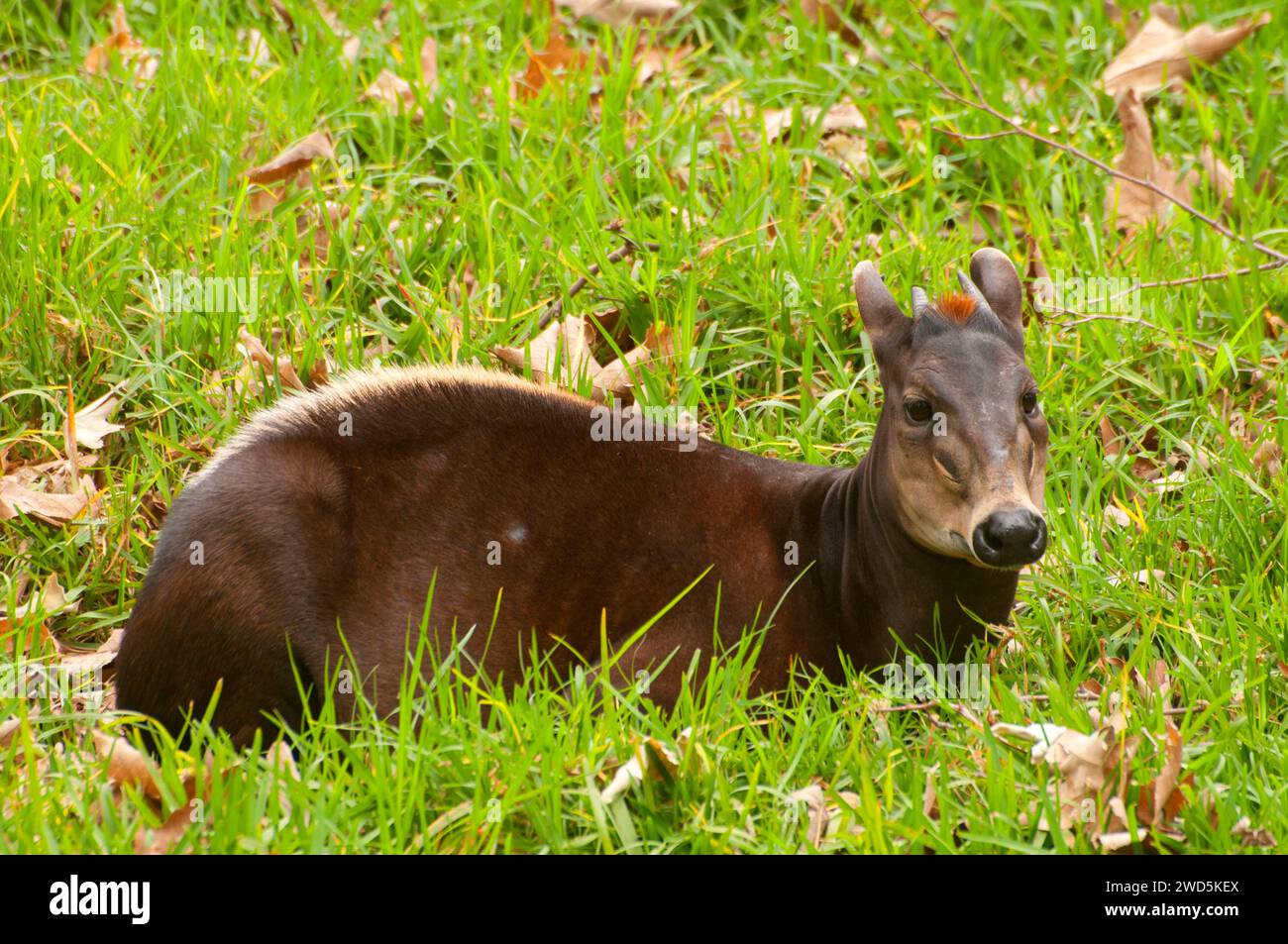 Yellow-backed duiker (Cephalophus silvicultor), San Diego Zoo Safari ...