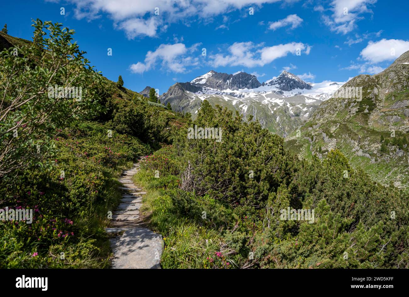 Mountain landscape with hiking trail through mountain pines, behind summit Grosser Moercher ...