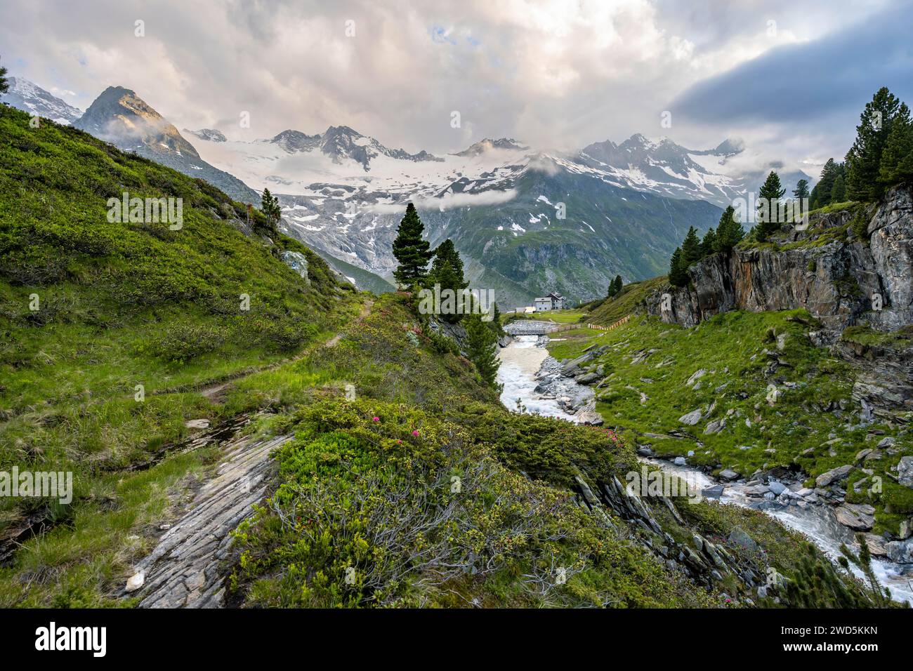 Mountain landscape with blooming alpine roses, mountain stream Zemmbach ...