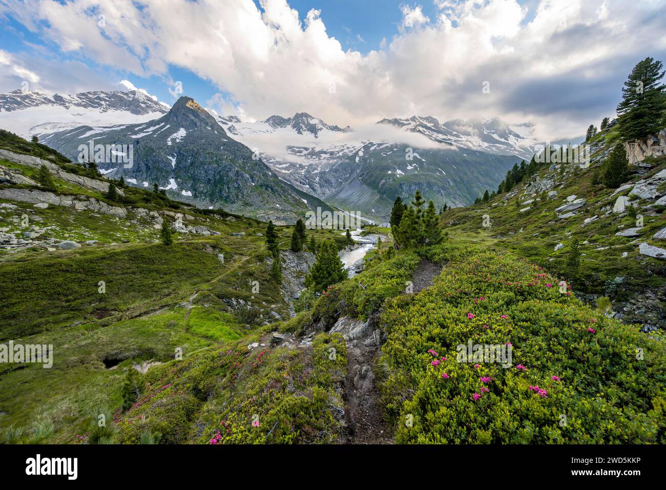 Mountain landscape with hiking trail between alpine roses, behind ...