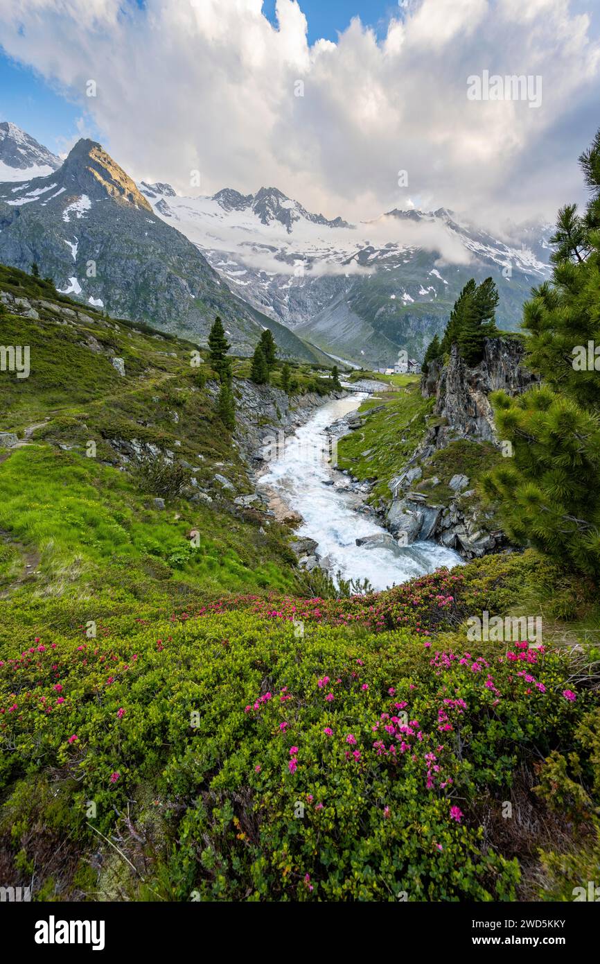 Mountain landscape with blooming alpine roses, mountain stream Zemmbach ...