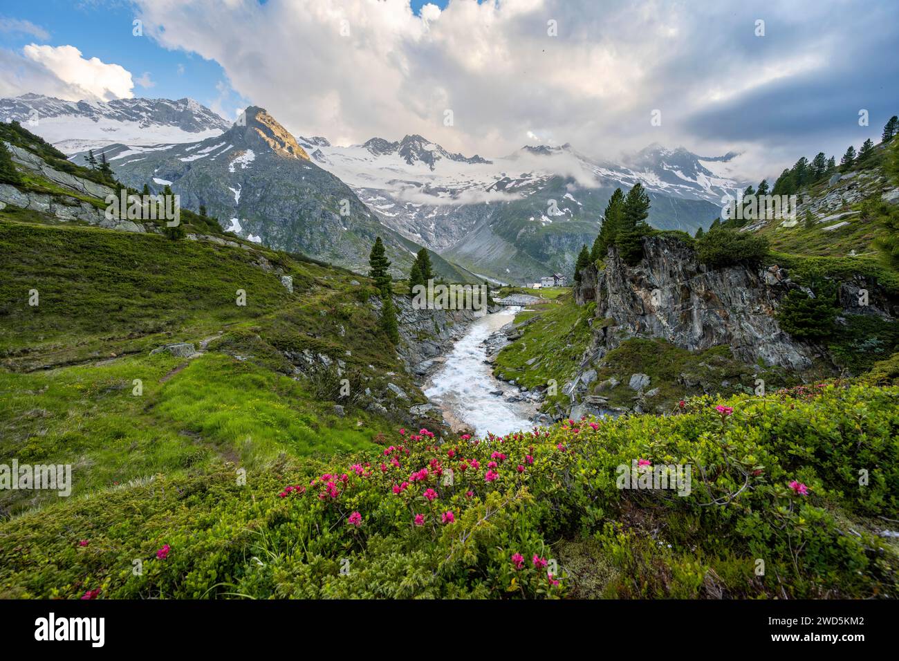 Mountain landscape with blooming alpine roses, mountain stream Zemmbach ...