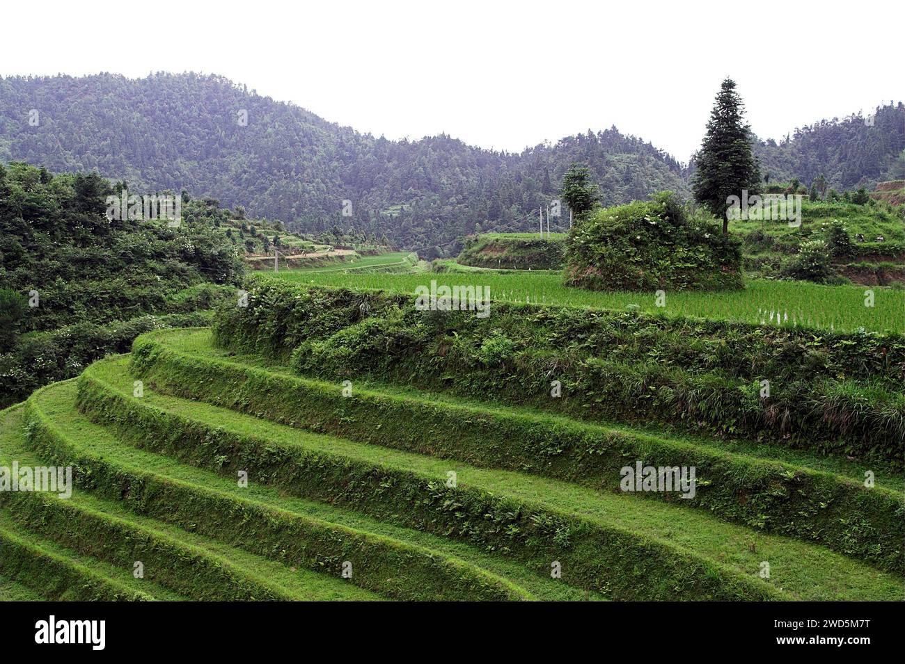 龙胜镇 (龙胜县) 中國 Longsheng Rice Terraces, Dazhai Longji Ping'an Zhuang ...