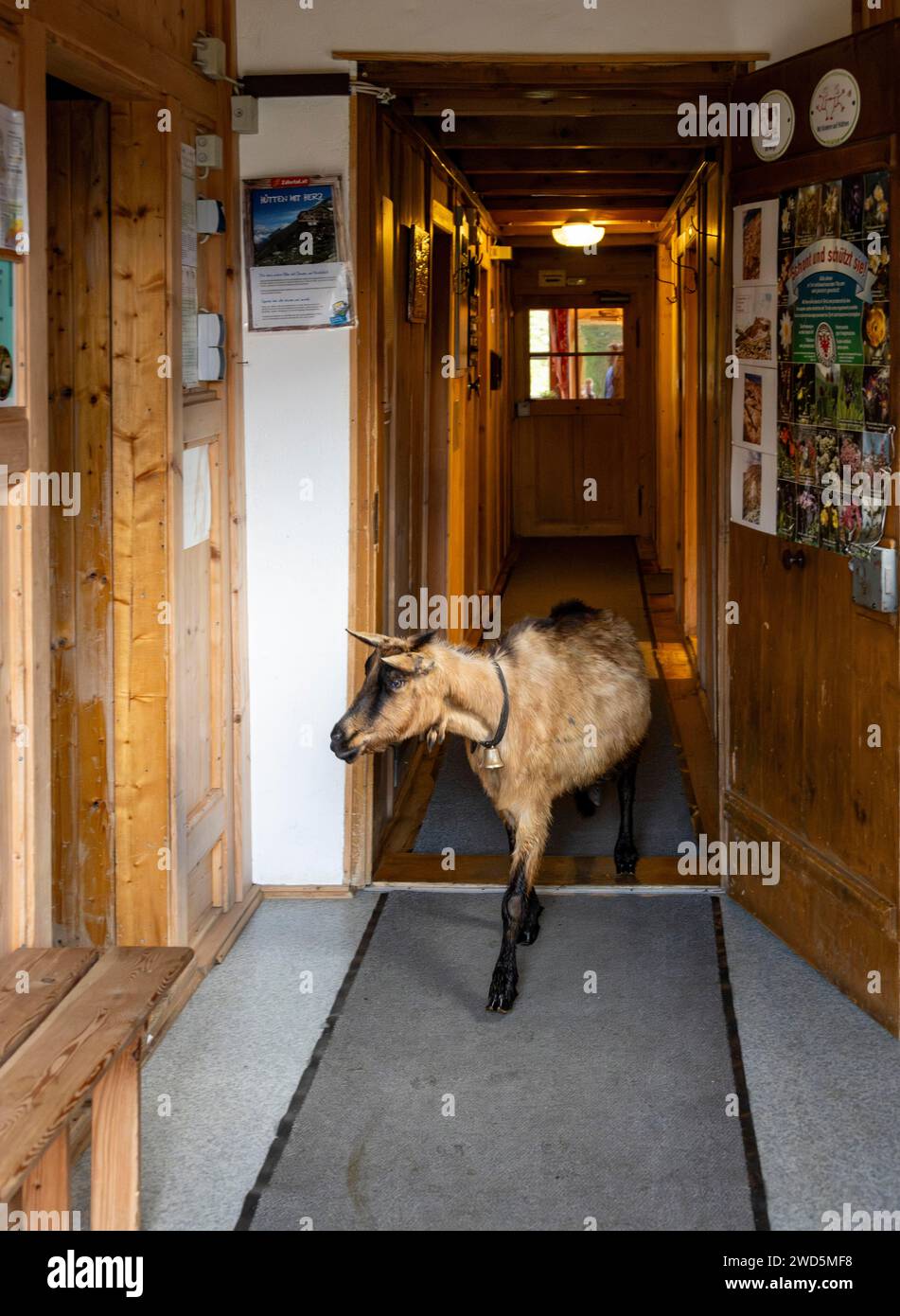 Goat in the corridor in the mountain hut Greizer Huette, funny ...