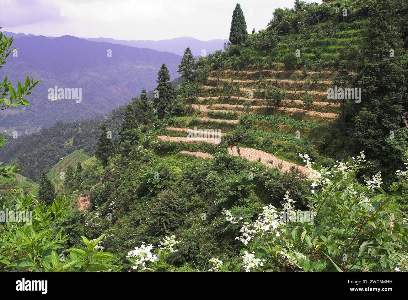 Agricultura en china hi-res stock photography and images - Alamy