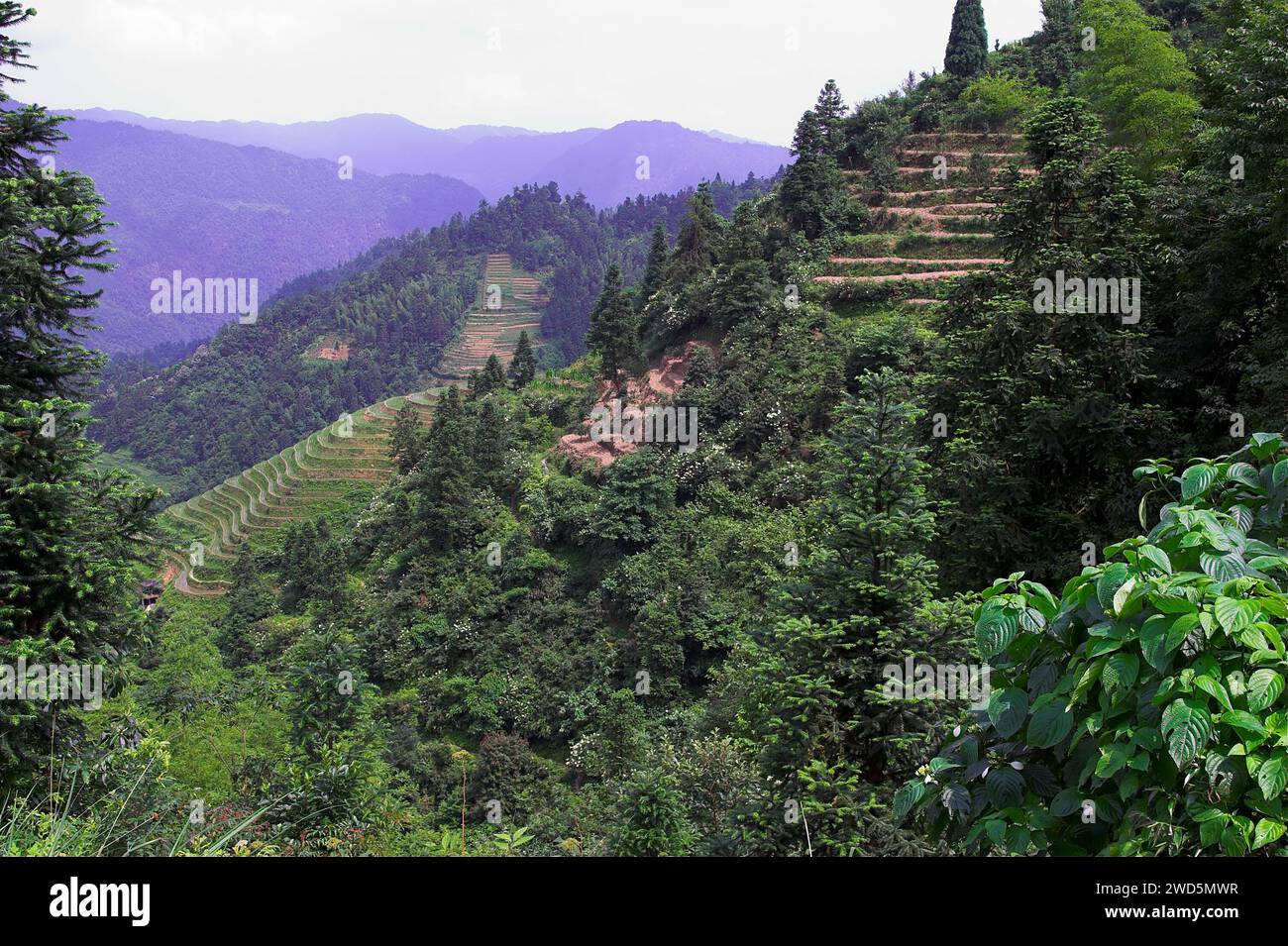Arboles en laderas hi-res stock photography and images - Alamy
