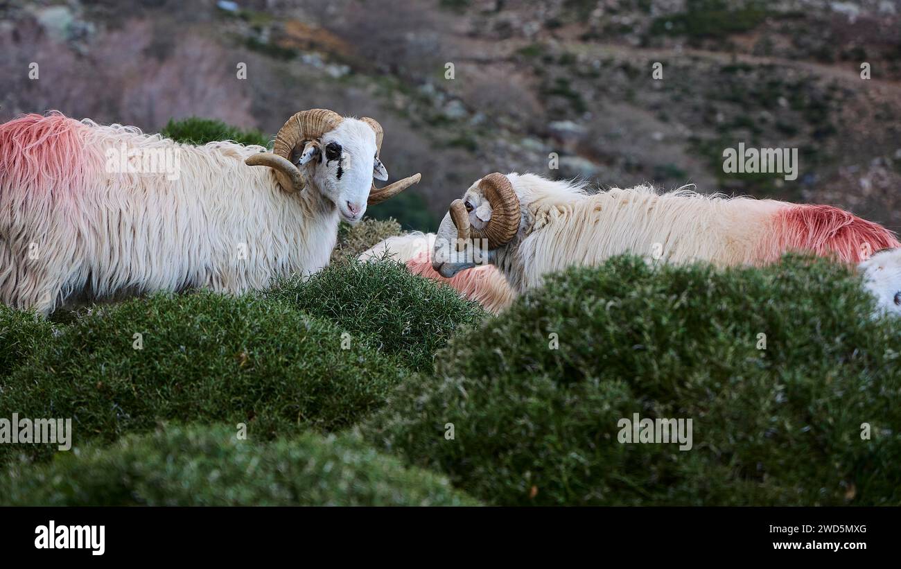 Sfakia sheep hi-res stock photography and images - Alamy