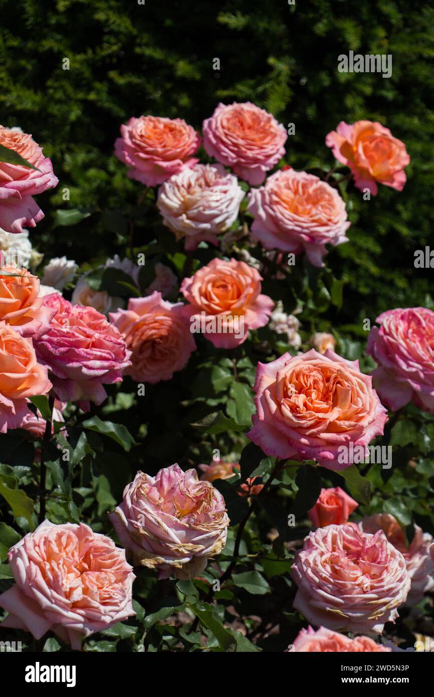 Rose garden full of beautiful fresh roses Stock Photo - Alamy