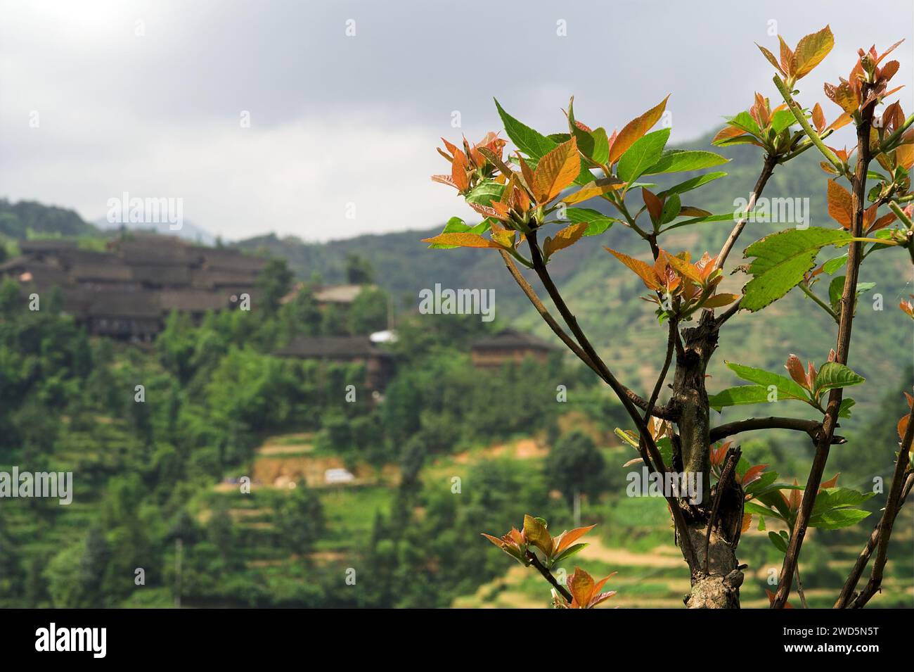 Extremo de la rama hi-res stock photography and images - Alamy