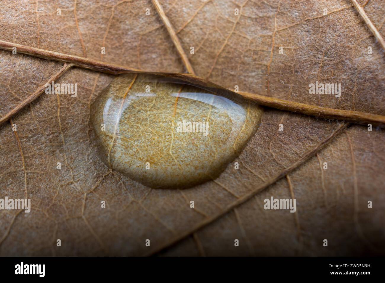 Round water drop in close-up view on dry leaf Stock Photo - Alamy