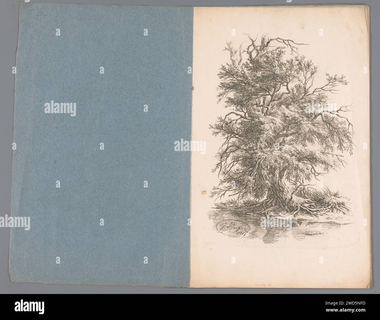 Six tree studies hi-res stock photography and images - Alamy