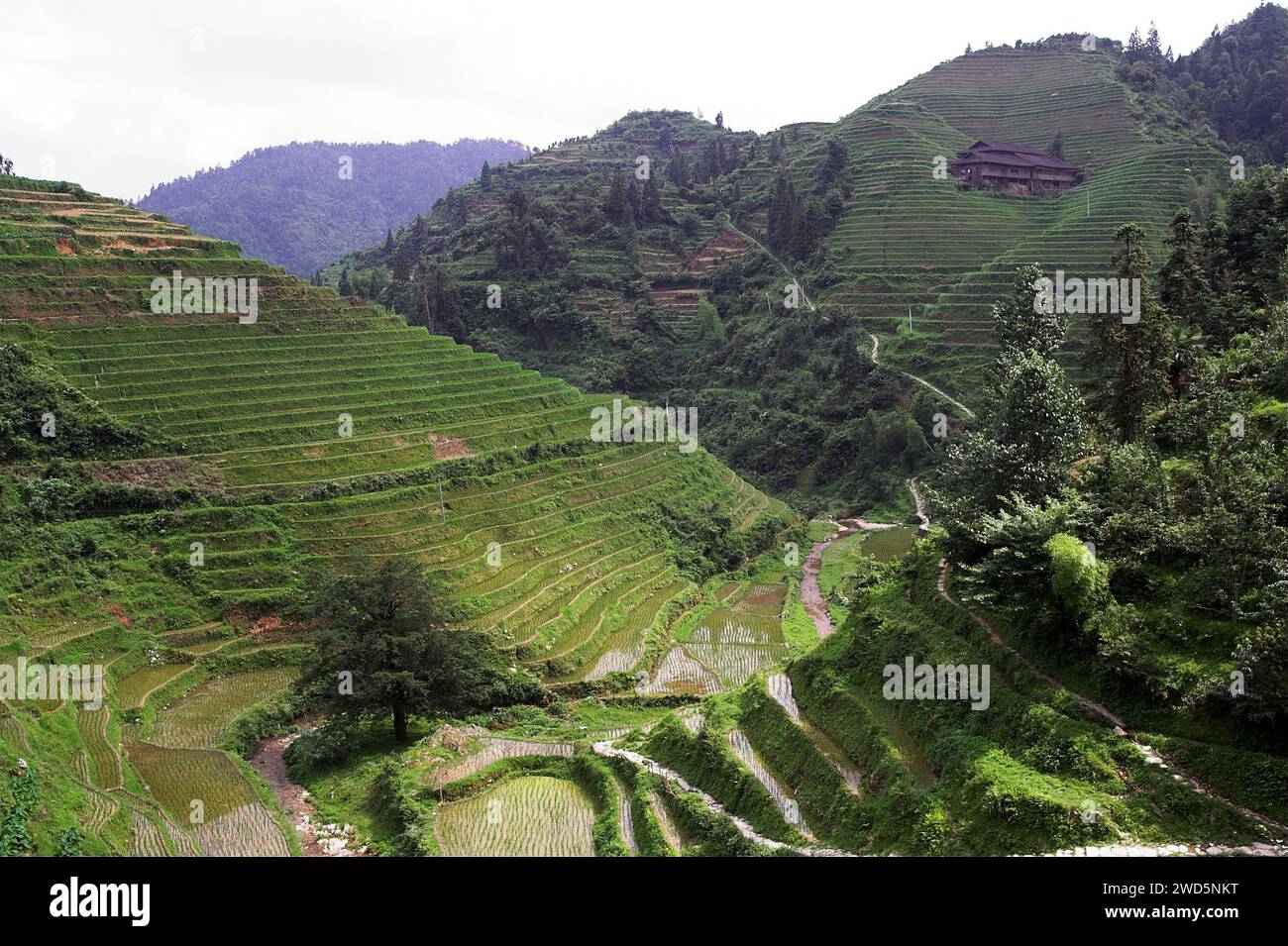 Campos de terrazas hi-res stock photography and images - Alamy