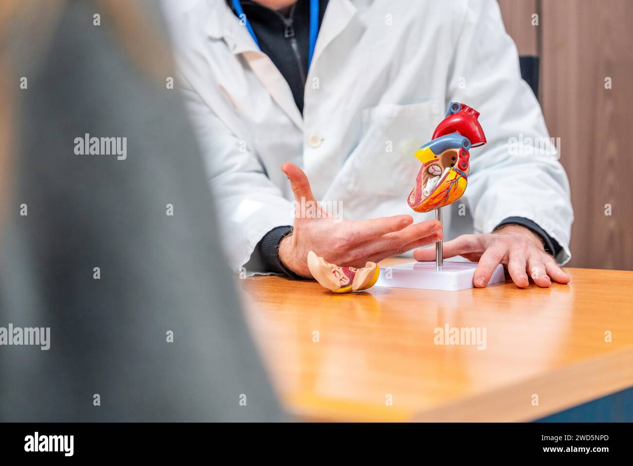 Model of a heart used by a cardiologist in an explanation of a medical ...