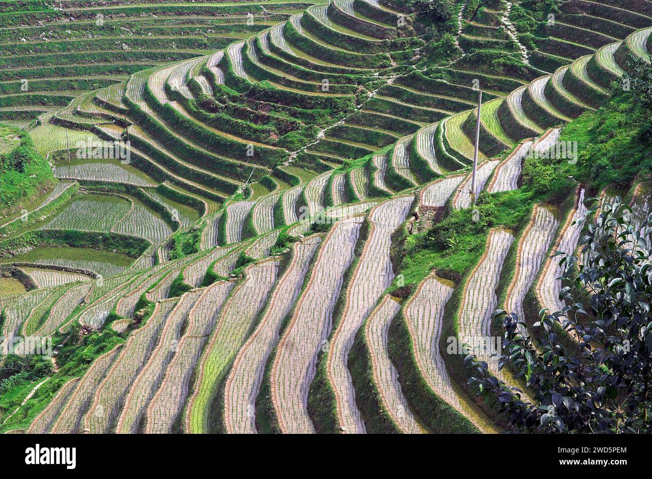 Cultivo de terrazas hi-res stock photography and images - Alamy