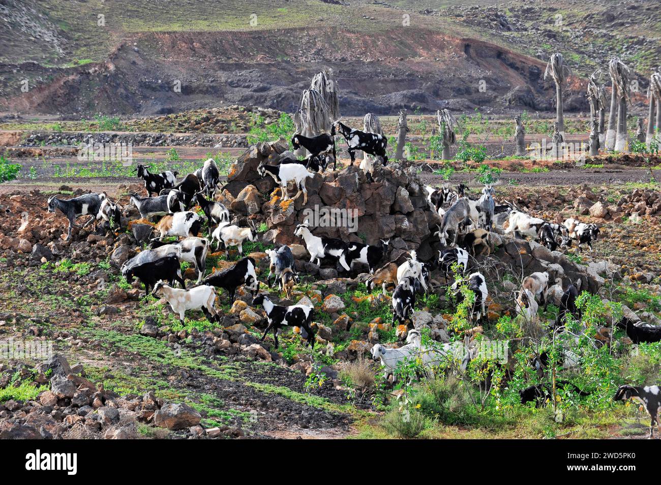 Wild goats on small rocky hill in steppe-like grassland, Antigua ...