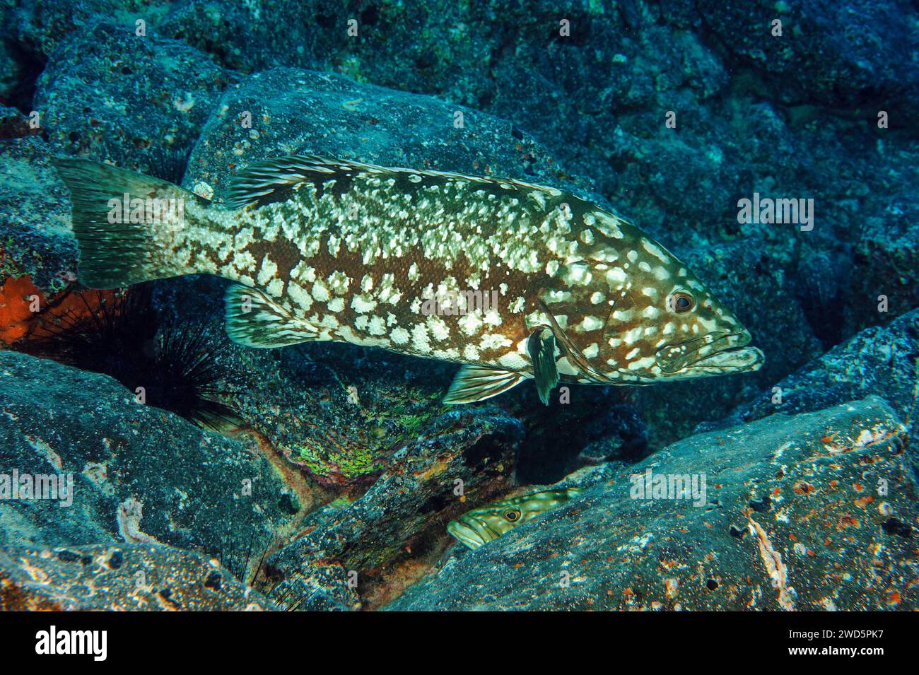 Atlantic Island Grouper (Mycteroperca fusca) Crested Grouper ...