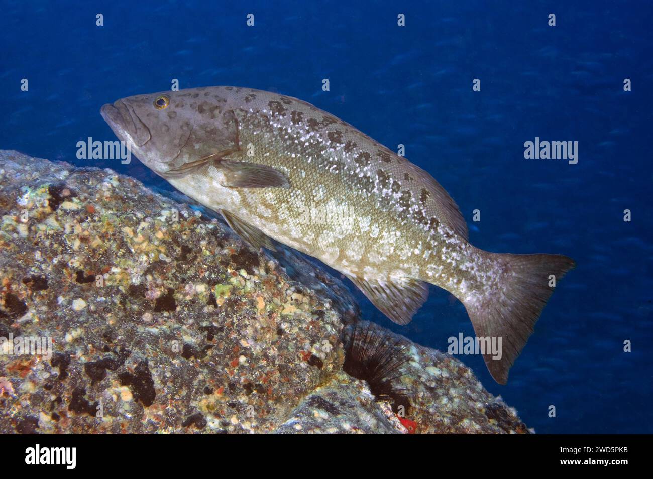 Atlantic Island Grouper (Mycteroperca fusca) Crested Grouper ...