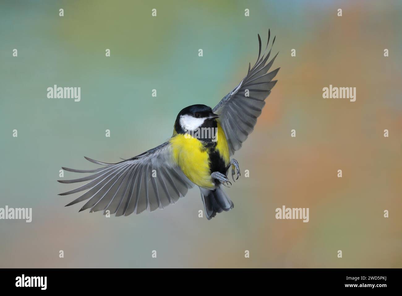 Great Tit (Parus major), male in flight, flight photo, animals, birds ...