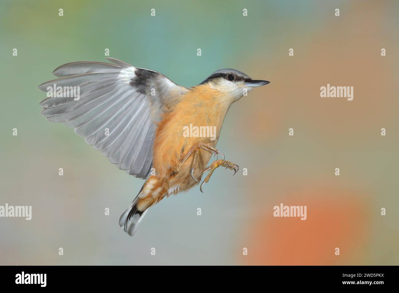 Eurasian nuthatch (Sitta europaea), in flight, lateral flight photo ...