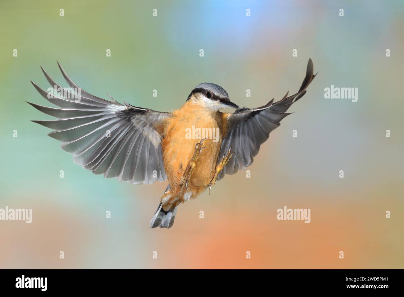 Eurasian nuthatch (Sitta europaea), in flight, lateral flight photo ...