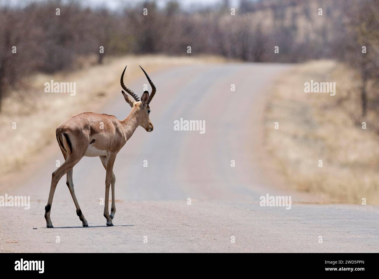 Common impala (Aepyceros melampus), adult male crossing the asphalt ...