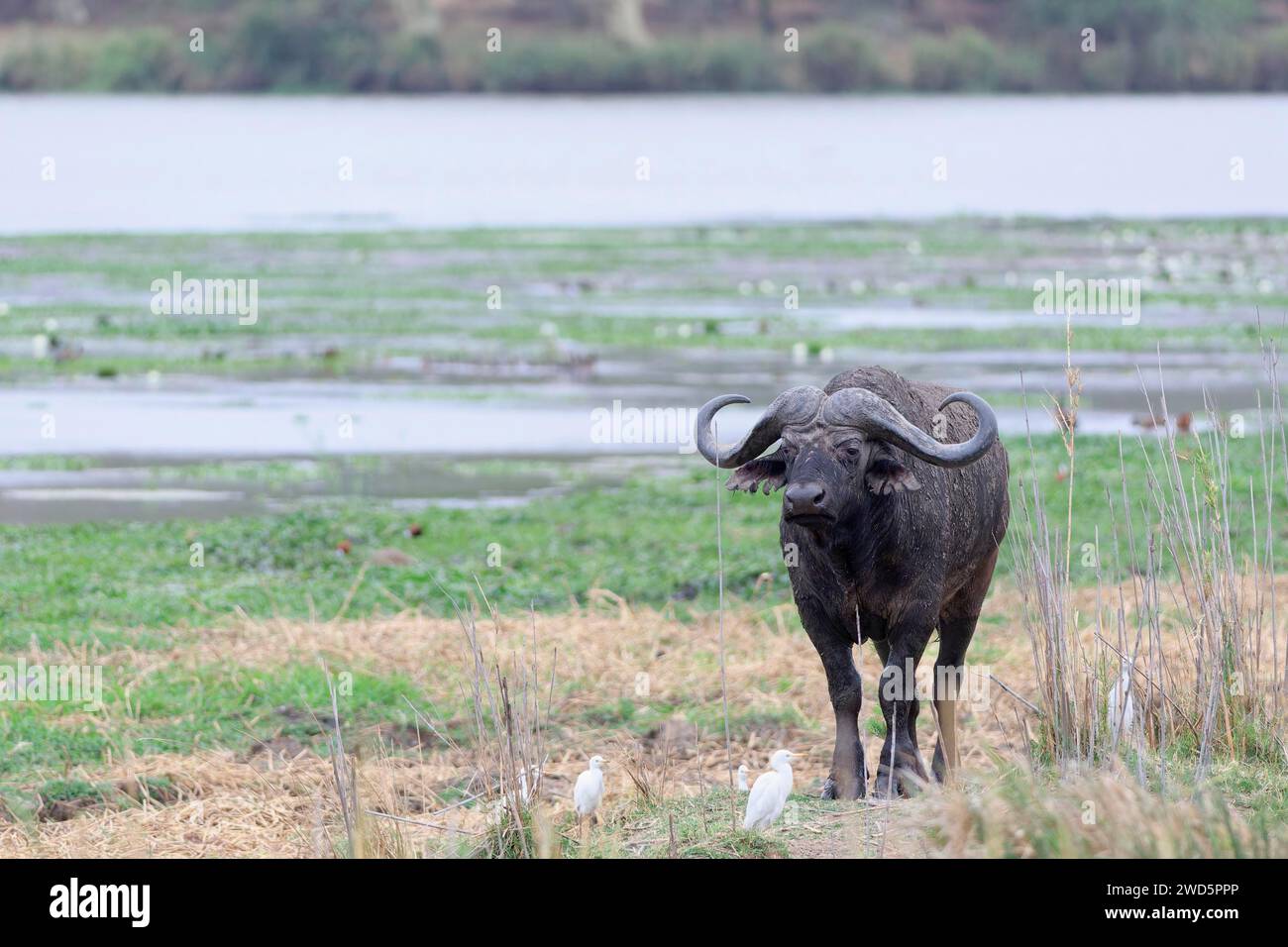 Man on water buffalo hi-res stock photography and images - Alamy