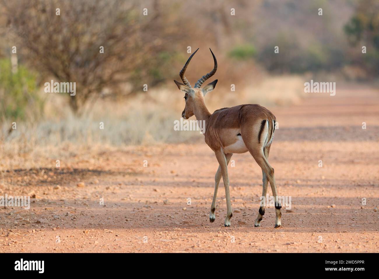 Common impala (Aepyceros melampus), adult male crossing the dirt road ...