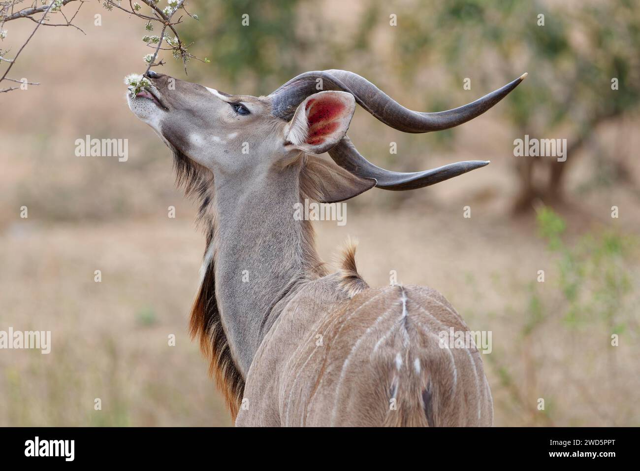 Greater kudu (Tragelaphus strepsiceros), adult male feeding on ...
