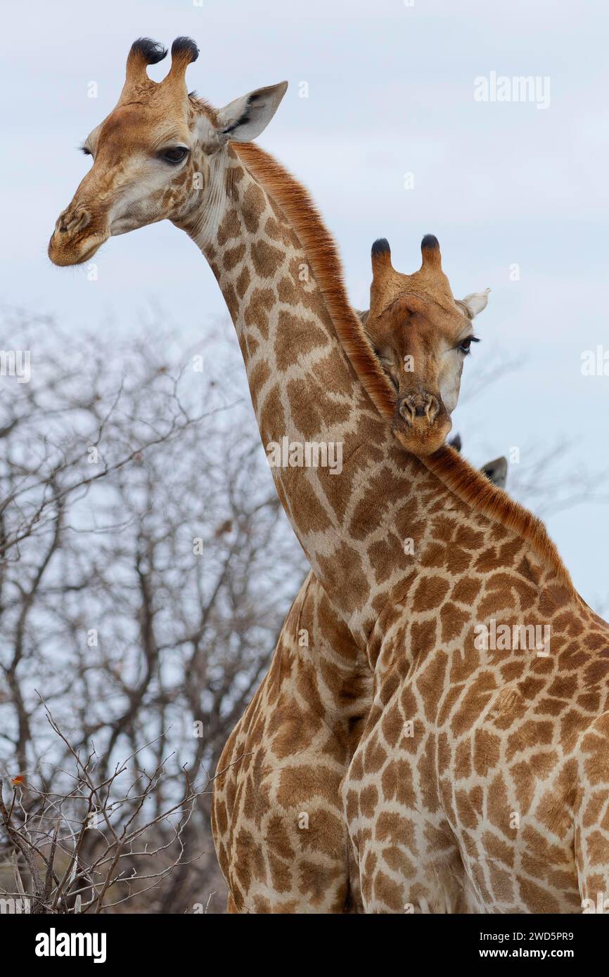 South African giraffes (Giraffa camelopardalis giraffa), two adult giraffes against each other ...