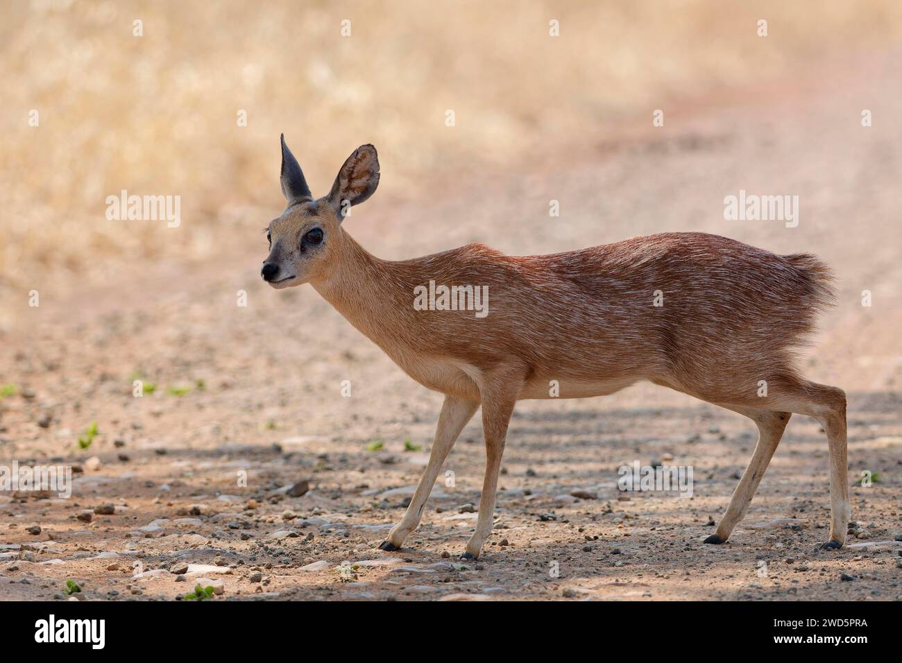 Sharpe's grysbok (Raphicerus sharpei), adult female standing on dirt ...