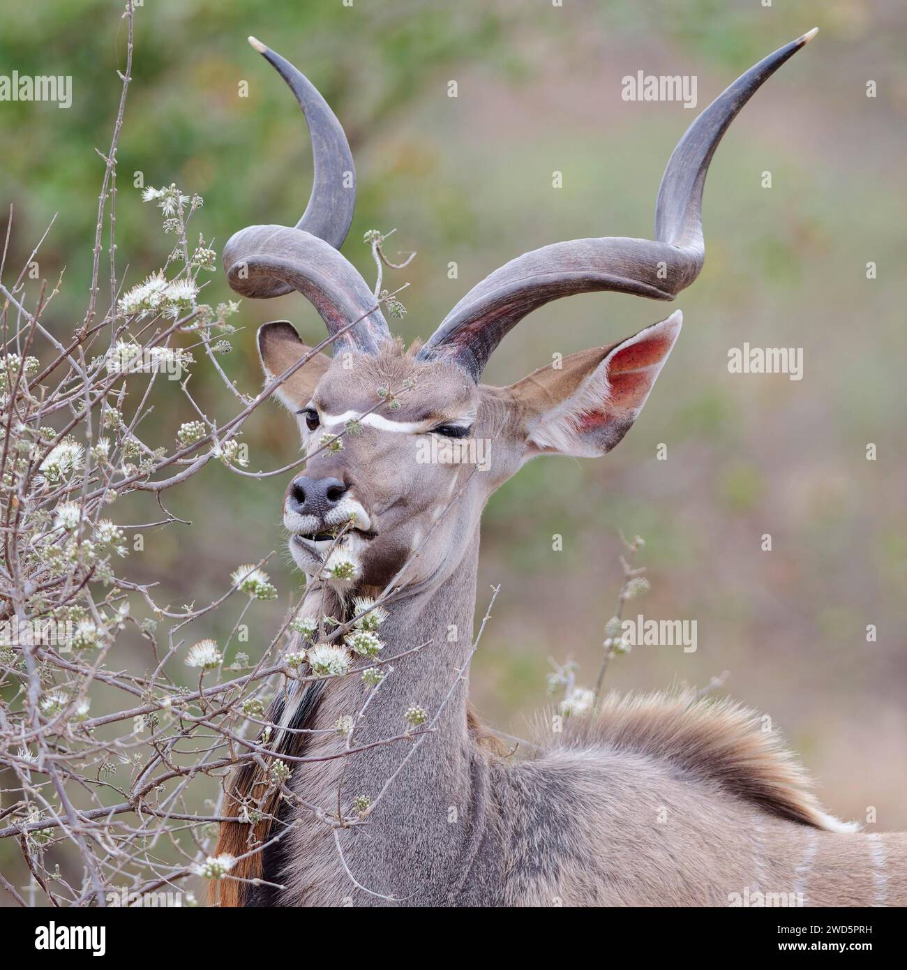 Greater kudu (Tragelaphus strepsiceros), adult male feeding on ...