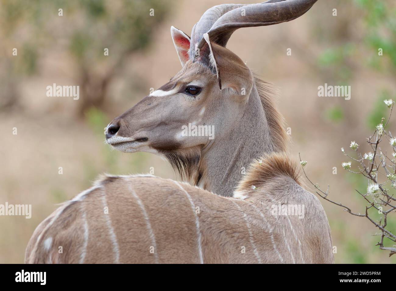 Kudu head hi-res stock photography and images - Alamy