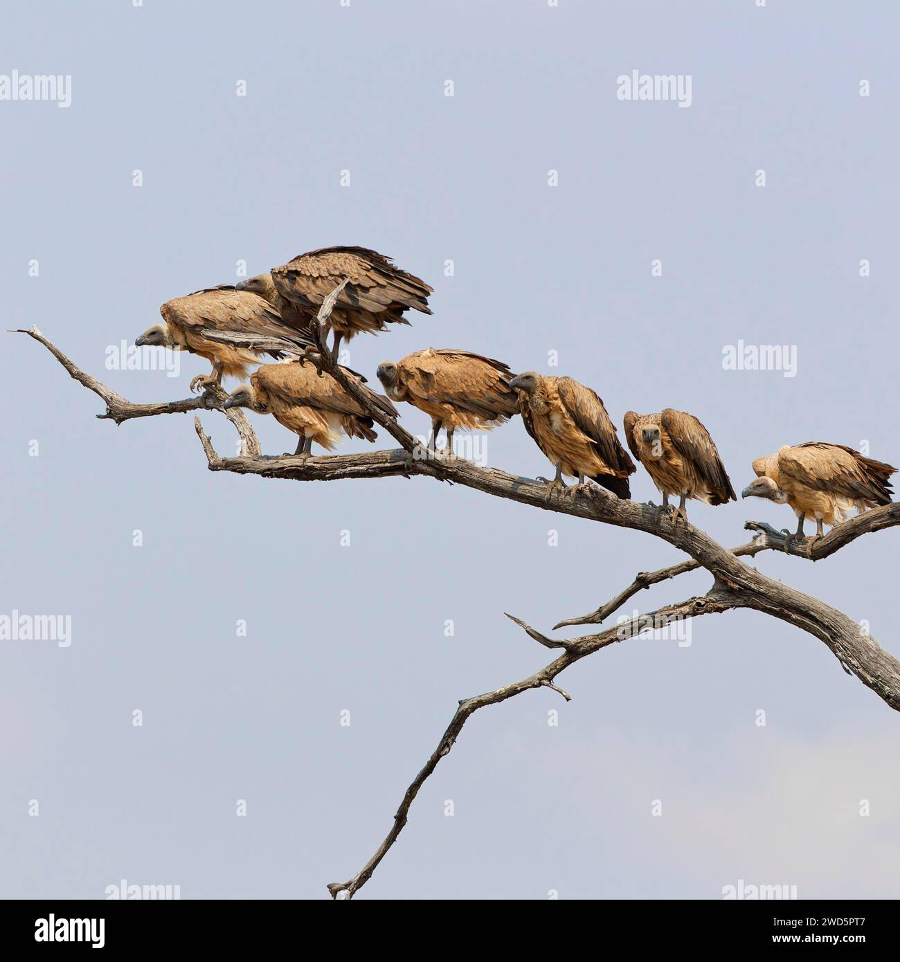White-backed vultures (Gyps africanus), group of adult vultures perched ...