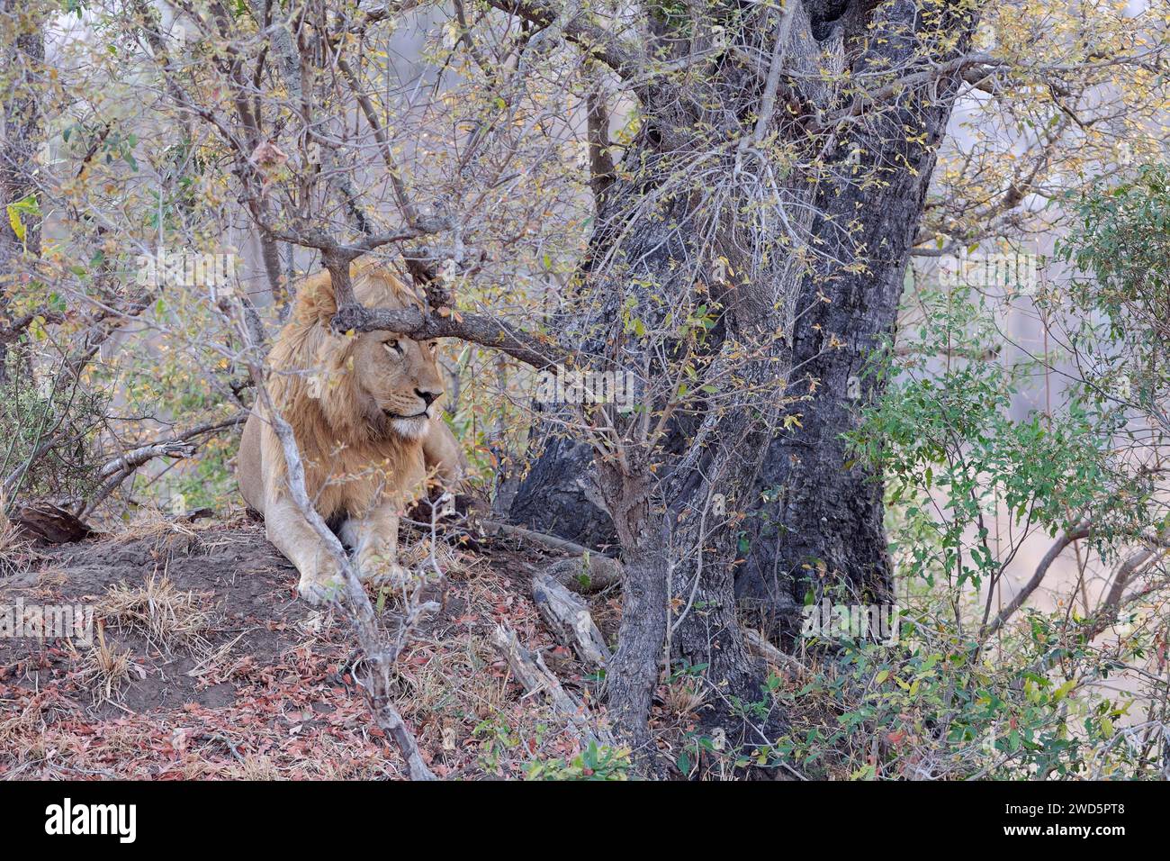 African lion (Panthera leo melanochaita), adult male lying on a mound ...