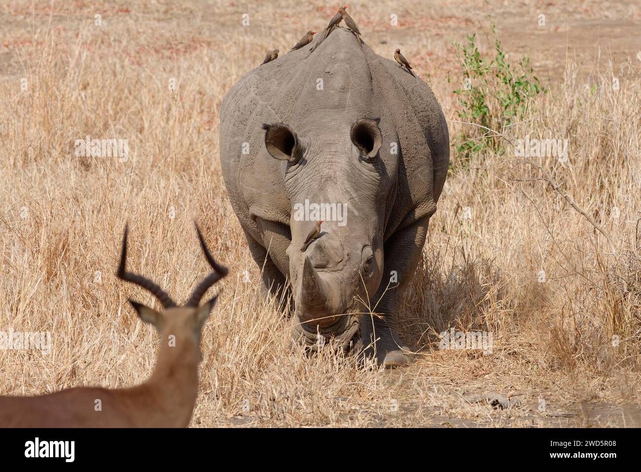 Southern white rhinoceros (Ceratotherium simum simum), adult male with ...