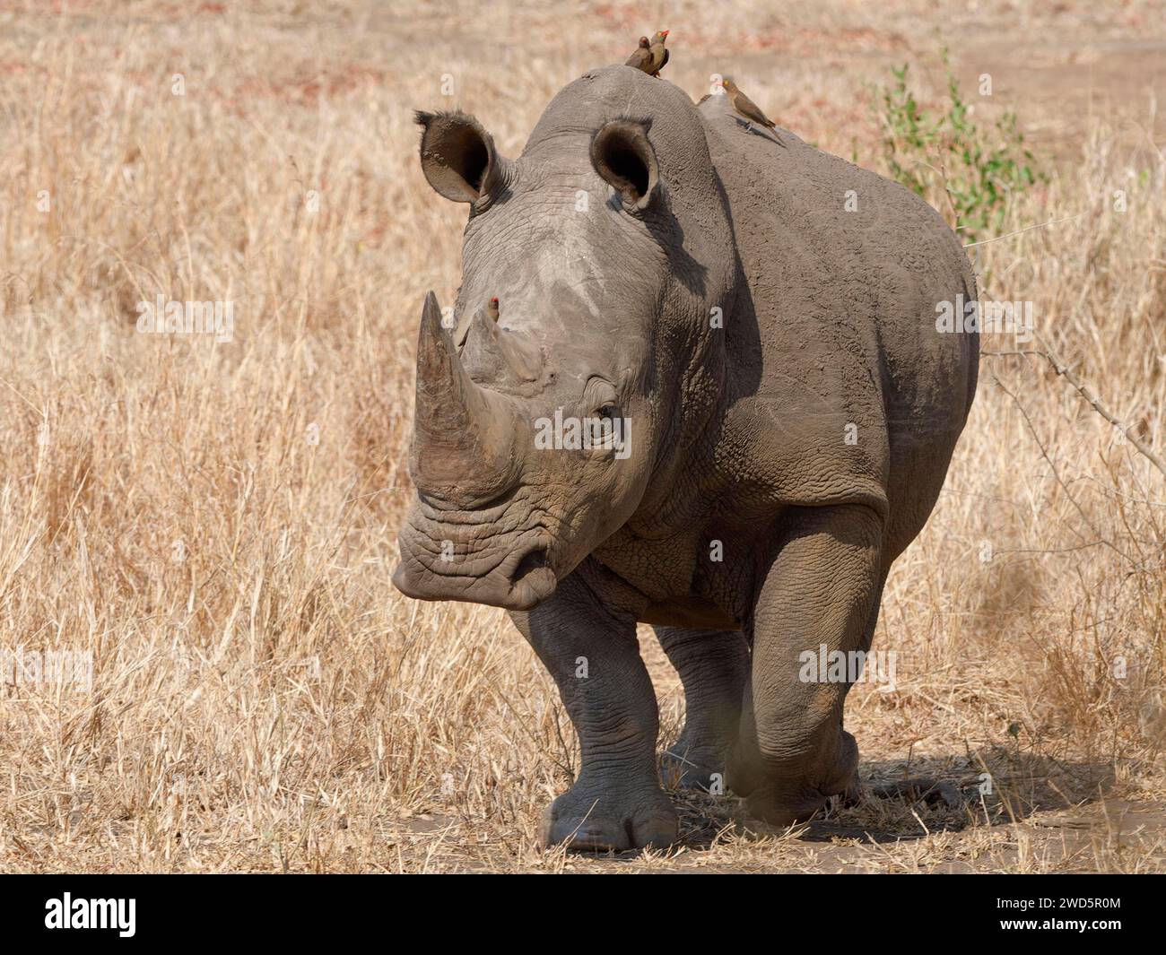 Southern white rhinoceros (Ceratotherium simum simum), adult male ...