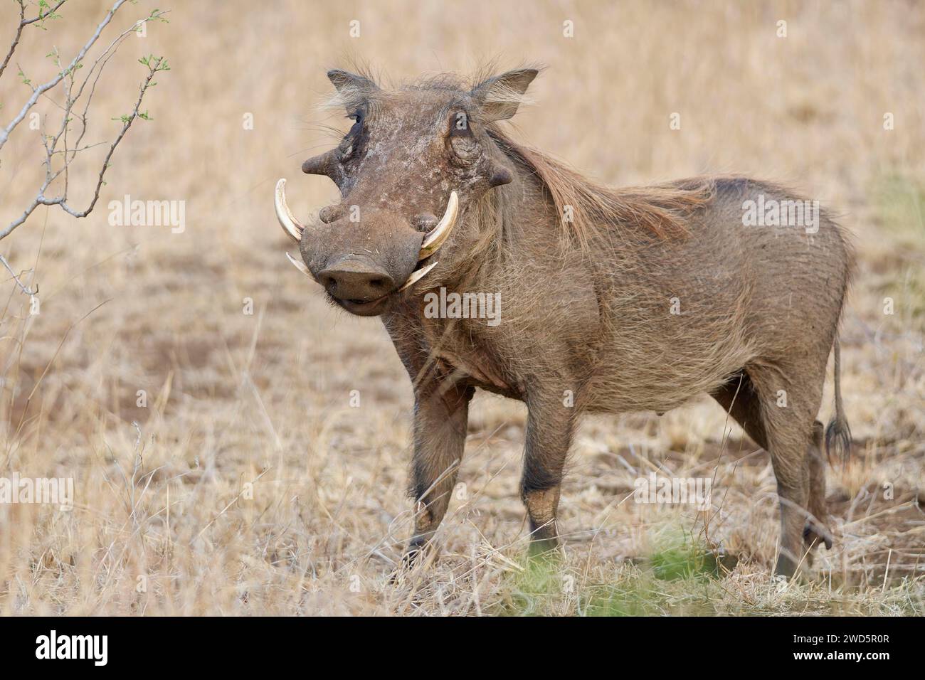 Common warthog (Phacochoerus africanus), adult male, alert, animal ...