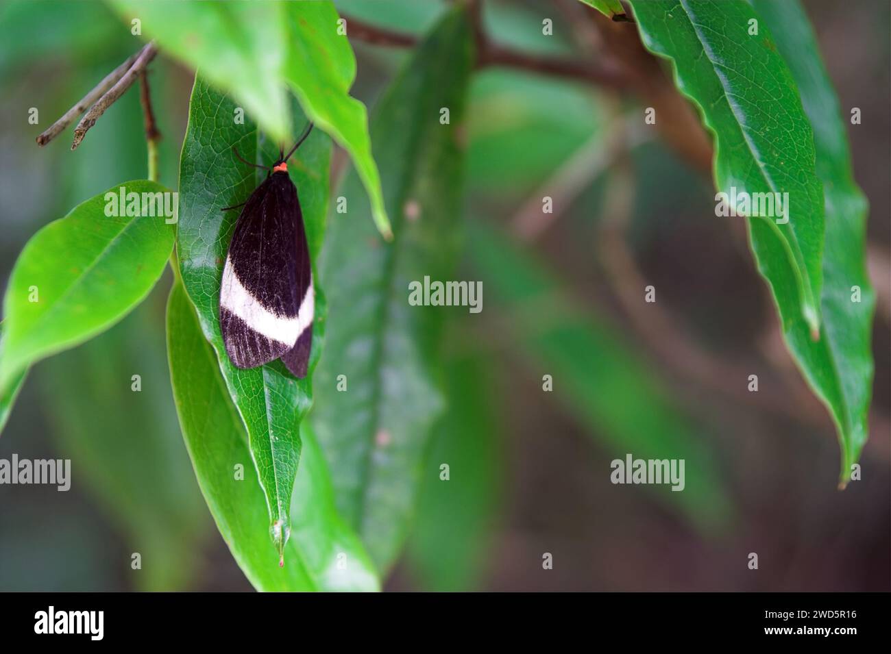 Hoja verde y roja hi-res stock photography and images - Alamy