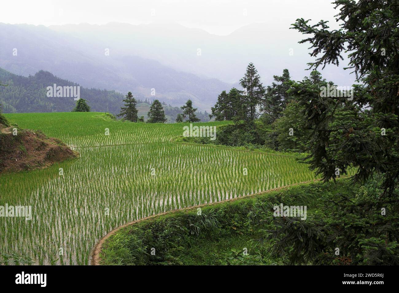 龙胜镇 (龙胜县) 中國 Longsheng Rice Terraces, Dazhai Longji Ping'an Zhuang ...
