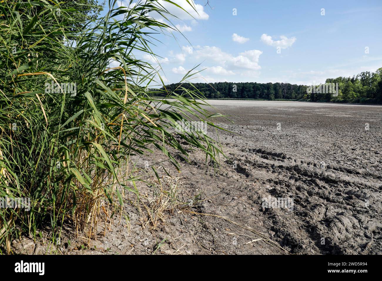The bottom of a dried-up fish pond in Reckahn in Brandenburg looks like ...